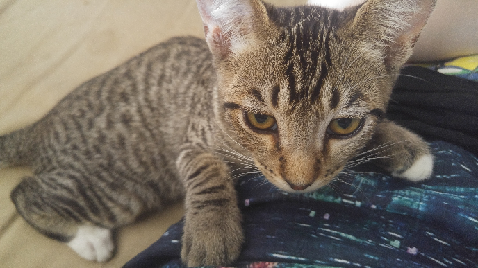 Blake_Morse on Cortex | Shacknews