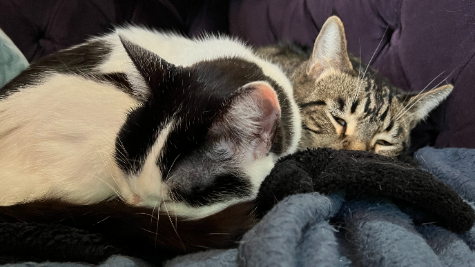 Blake_Morse on Cortex | Shacknews