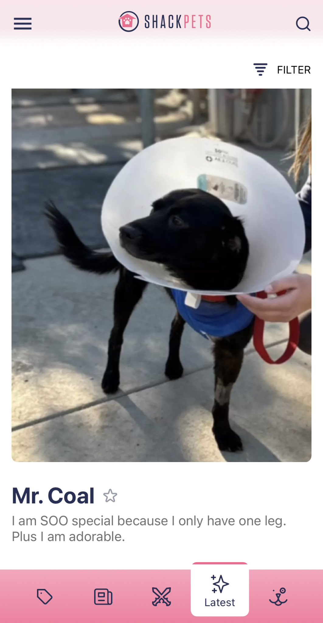 shackpets on Cortex | Shacknews